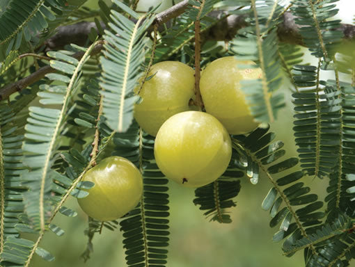 The Benefits of Amalaki (Amla)